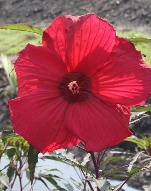 Learn about Hibiscus 'Fireball' | Fireball Hardy Mallow | Perennial ...