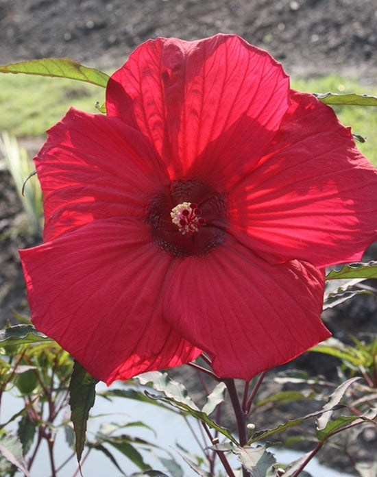 Learn about Hibiscus 'Fireball' | Fireball Hardy Mallow | Perennial ...