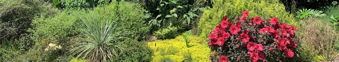 Perennial Garden Plants, Online Nursery | Plant Delights Nursery