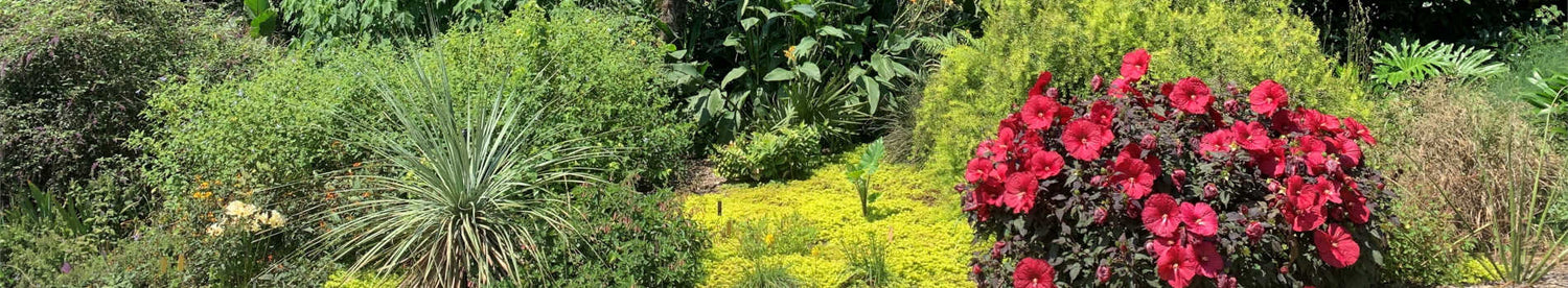 Perennial Garden Plants, Online Nursery | Plant Delights Nursery