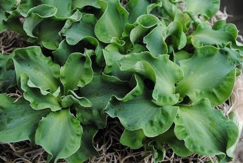Hosta 'Church Mouse' | Walters Gardens 12