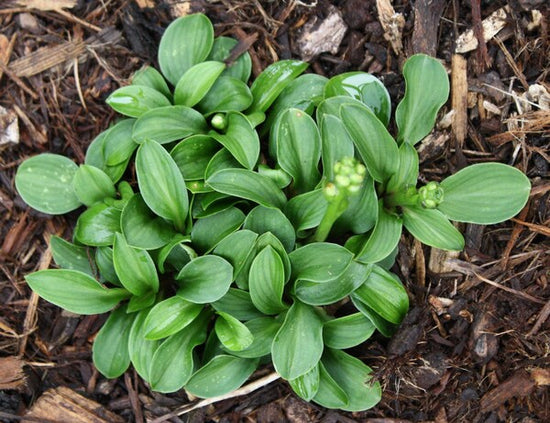 Learn about Hosta 'Clusterfest' | T. Avent 22 | Perennial Encyclopedia