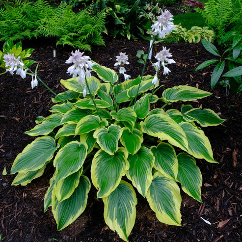 Hosta 'Drop-dead Gorgeous' | Drop-dead Gorgeous Hosta