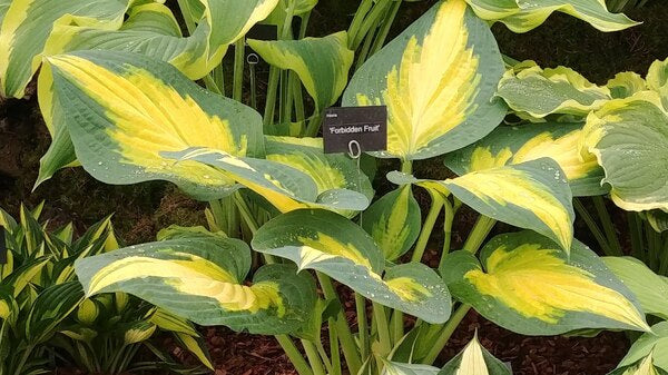 Hosta Forbidden Fruit | Forbidden Fruit Hosta
