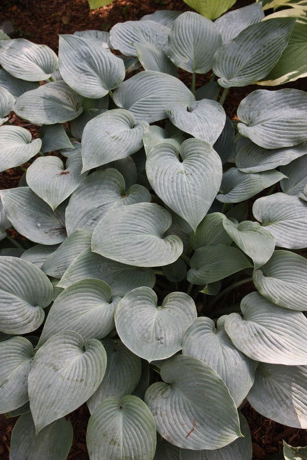 Learn about Hosta 'Halcyon' | E. Smith/BHHS 88 | Perennial Encyclopedia