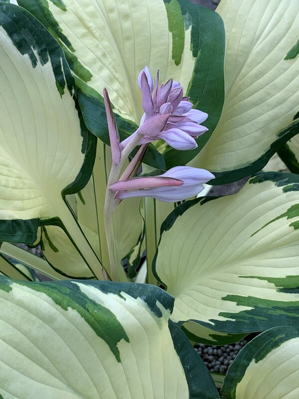 Hosta Hans | Hosta Andrew | Hosta Blue Mammoth