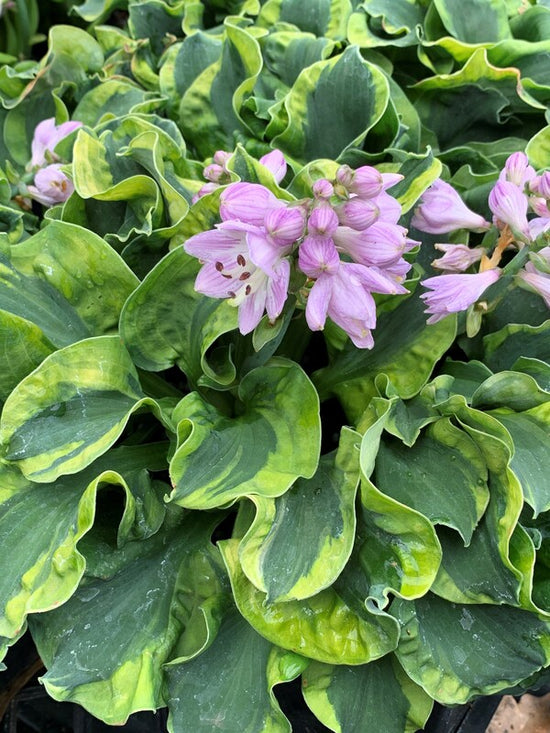 Hosta School Mouse | School Mouse Hosta