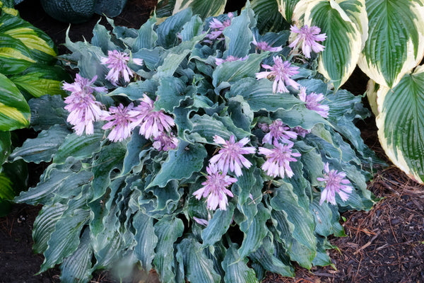Hosta 'Waterslide' | Waterslide Hosta