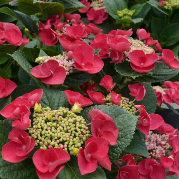 Learn about Hydrangea macrophylla 'McKay' PP 28,757 | Cherry Explosion ...