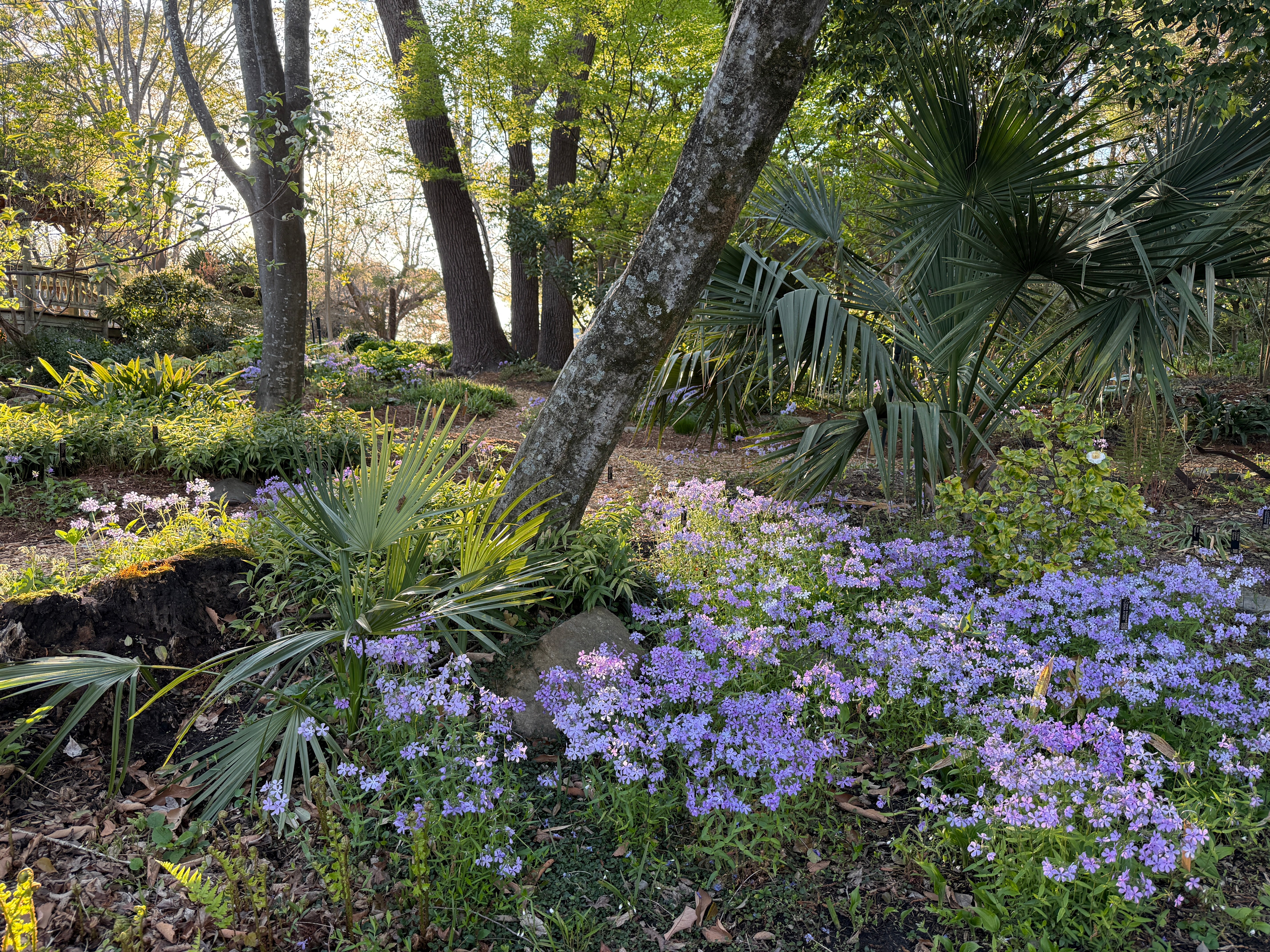 Perennial Garden Plants, Online Nursery | Plant Delights Nursery
