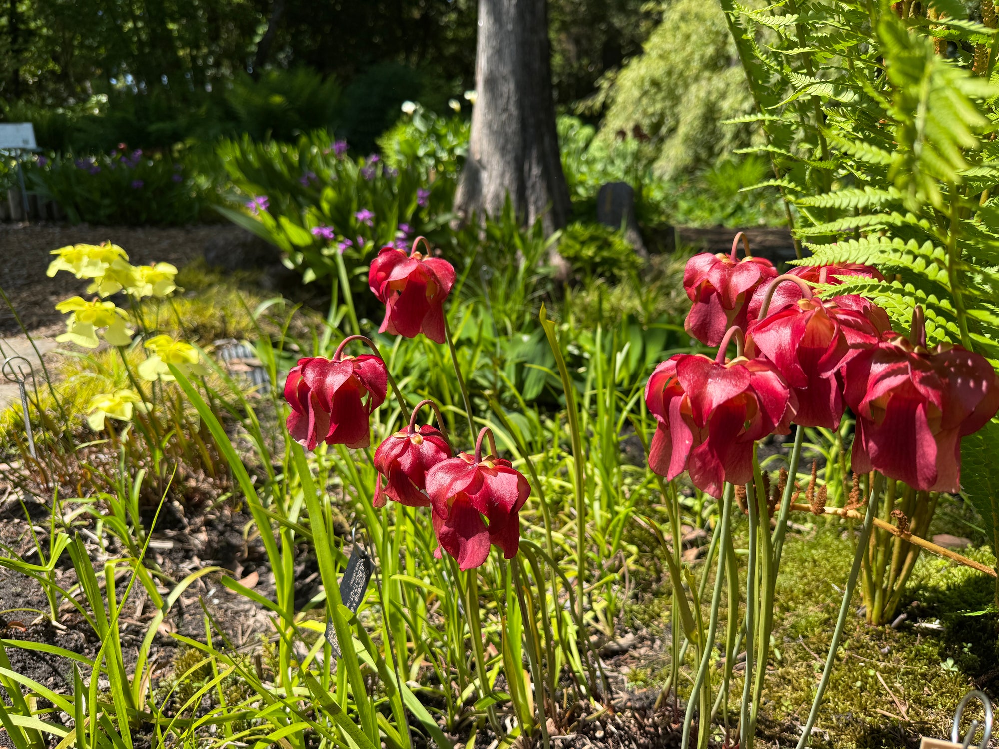 Perennial Garden Plants, Online Nursery | Plant Delights Nursery