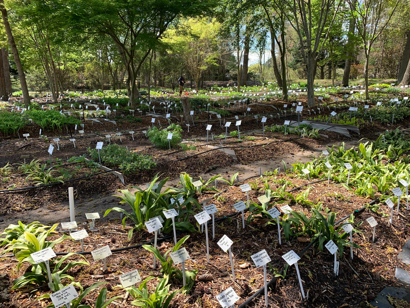 Perennial Garden Plants, Online Nursery | Plant Delights Nursery