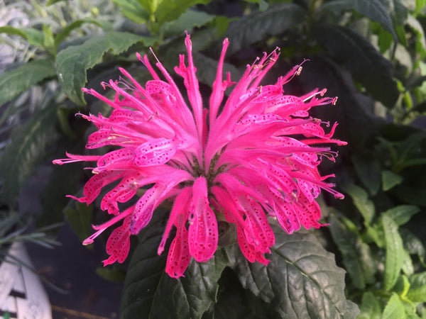 Monarda Electric Neon Pink | Electric Neon Pink Bee Balm