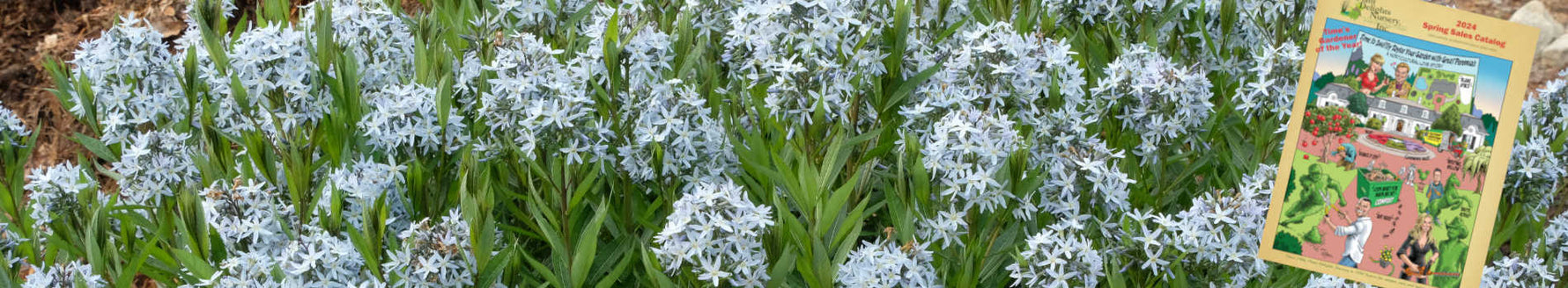 Perennial Garden Plants, Online Nursery | Plant Delights Nursery