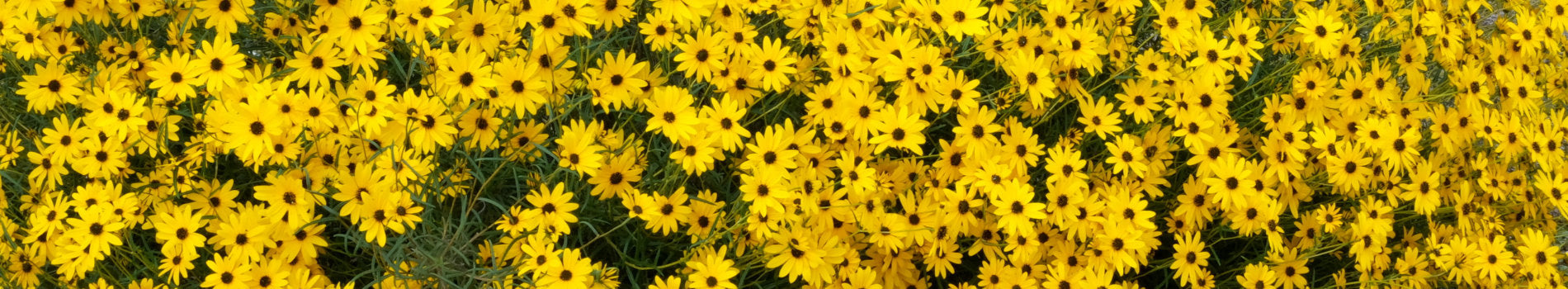 Perennial Garden Plants, Online Nursery | Plant Delights Nursery