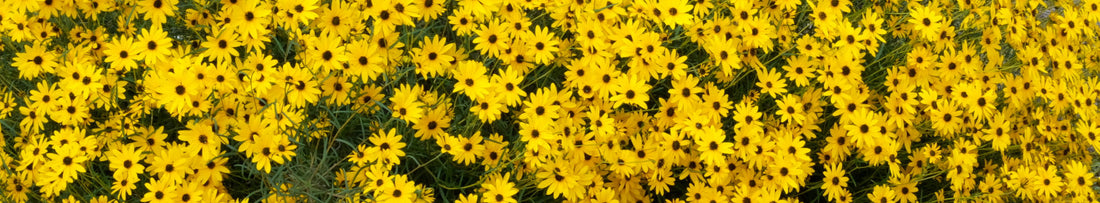 Perennial Garden Plants, Online Nursery | Plant Delights Nursery