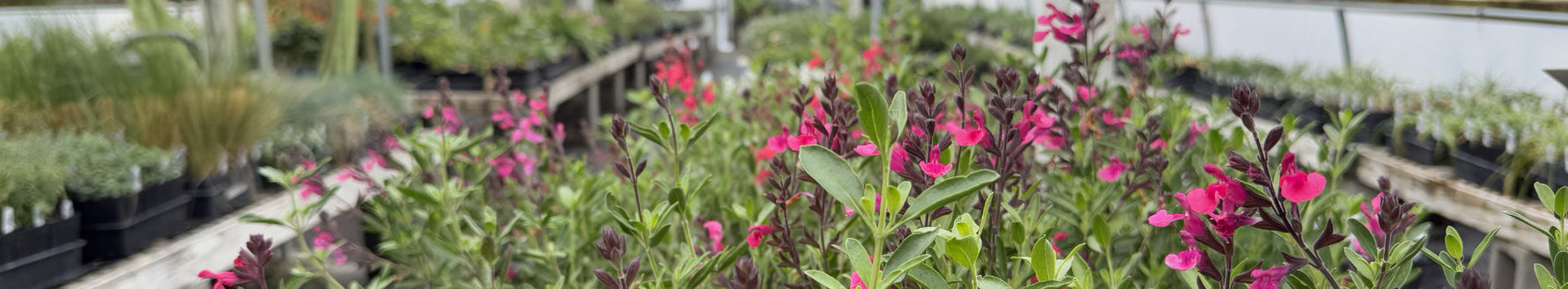 Perennial Garden Plants, Online Nursery | Plant Delights Nursery