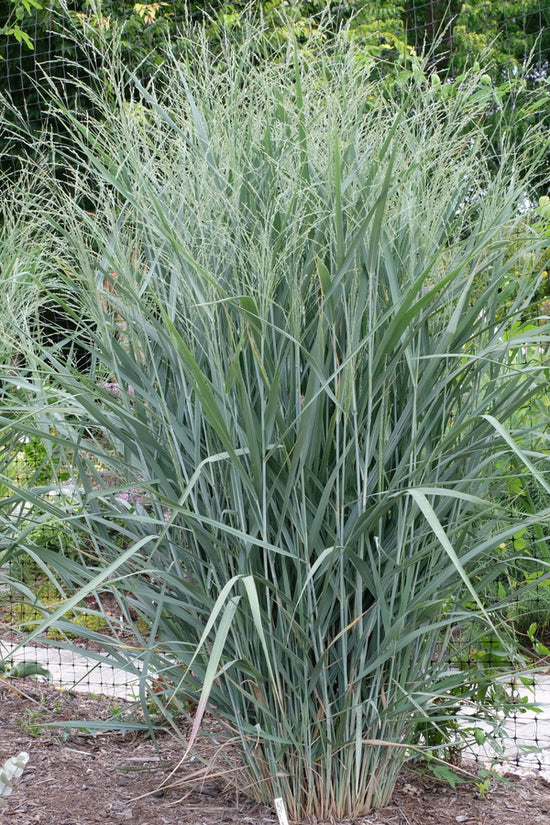 Learn about Panicum virgatum 'Blue Fountain' PP 28,192 | Blue Fountain ...