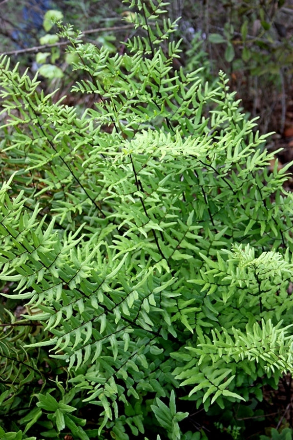 Pellaea viridis 'McLear' | McLear South African Green Rock Fern
