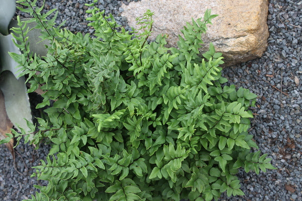 Learn about Pellaea viridis 'Tiffendell' | Tiffendell African Green ...