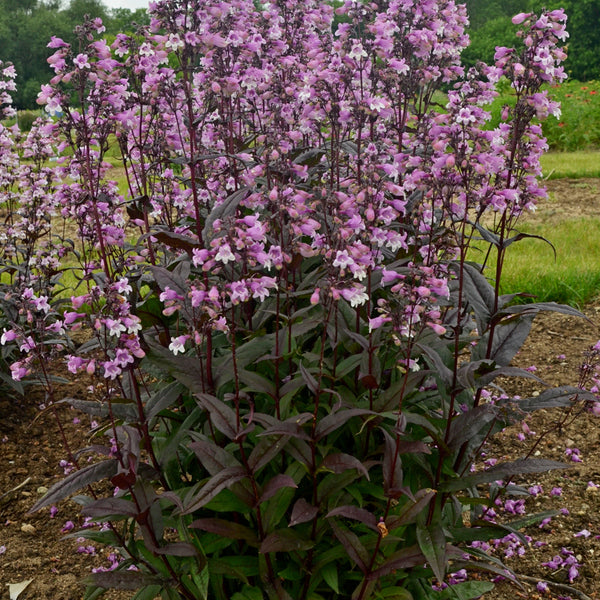 Learn about Penstemon 'Midnight Masquerade' PP 29,603 | Midnight ...