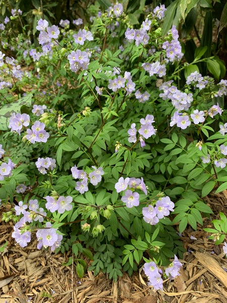 Polemonium reptans 'Blount Blues' | Blount Blues Jacob's Ladder
