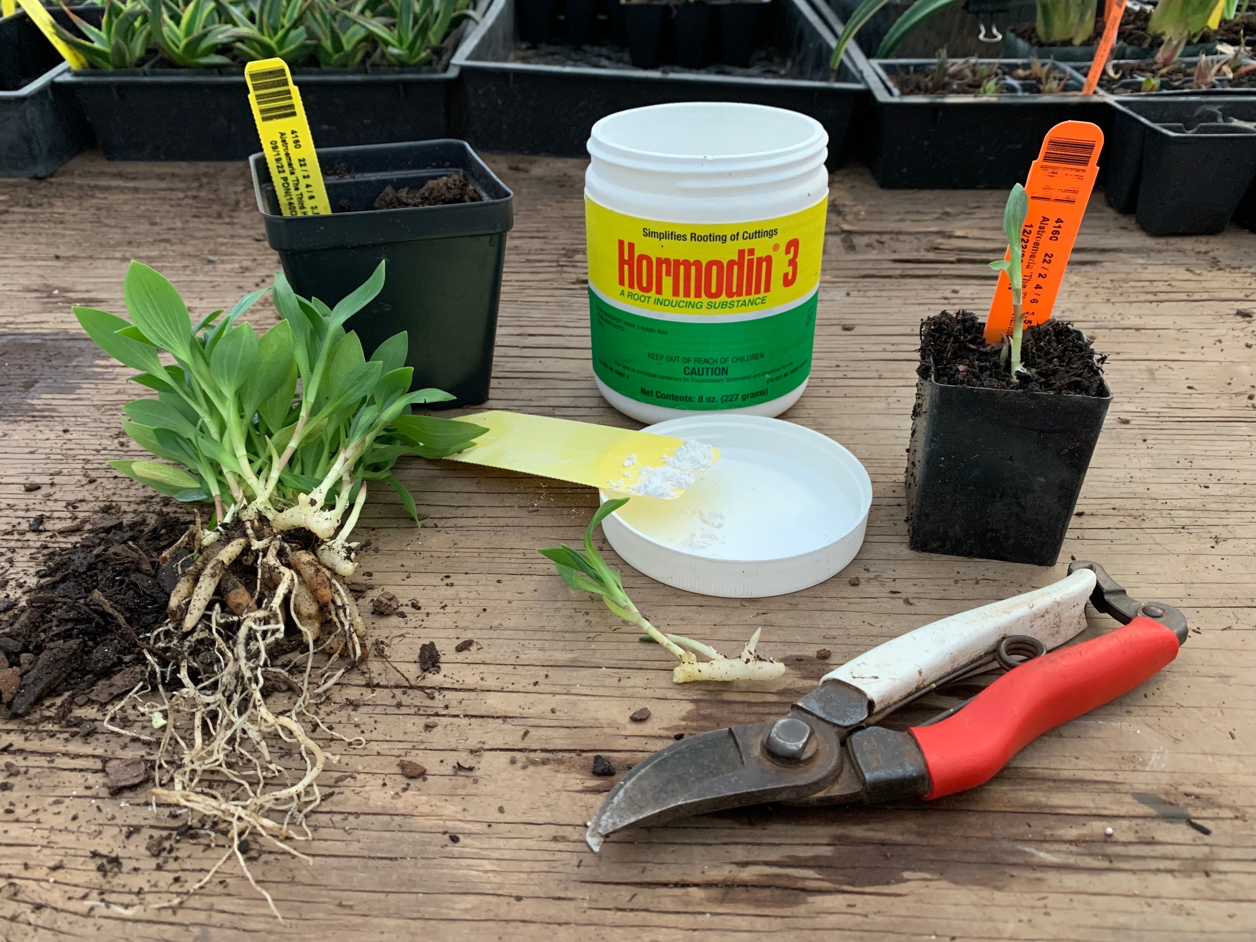 Perennial Garden Plants, Online Nursery | Plant Delights Nursery