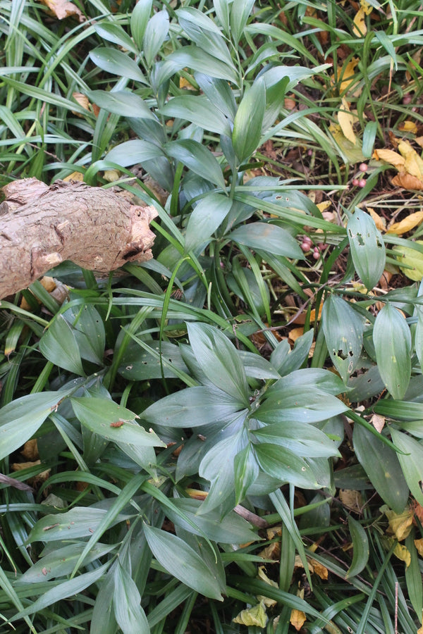 Ruscus colchicus 'Hillier' | Hillier's Georgian Butcher's Broom