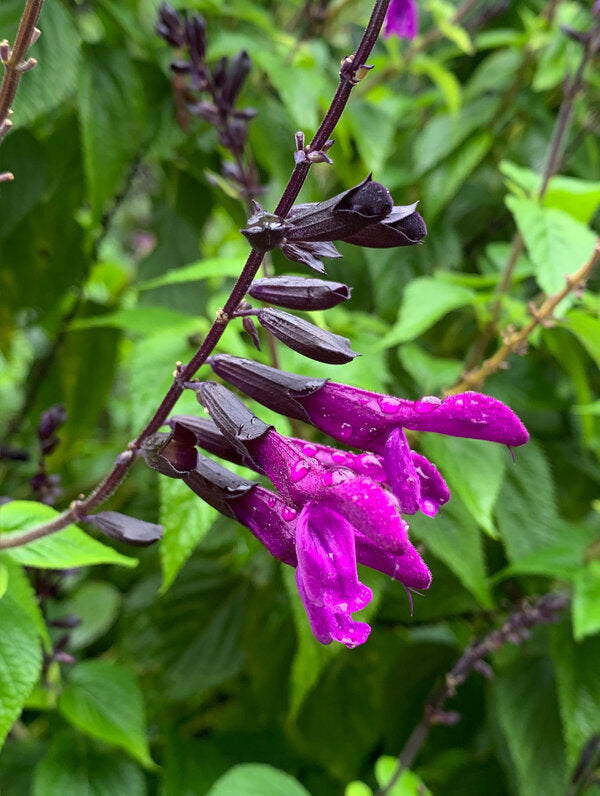 Salvia 'Smokey Jazz' PP 33,224 | Smokey Jazz Hybrid Salvia