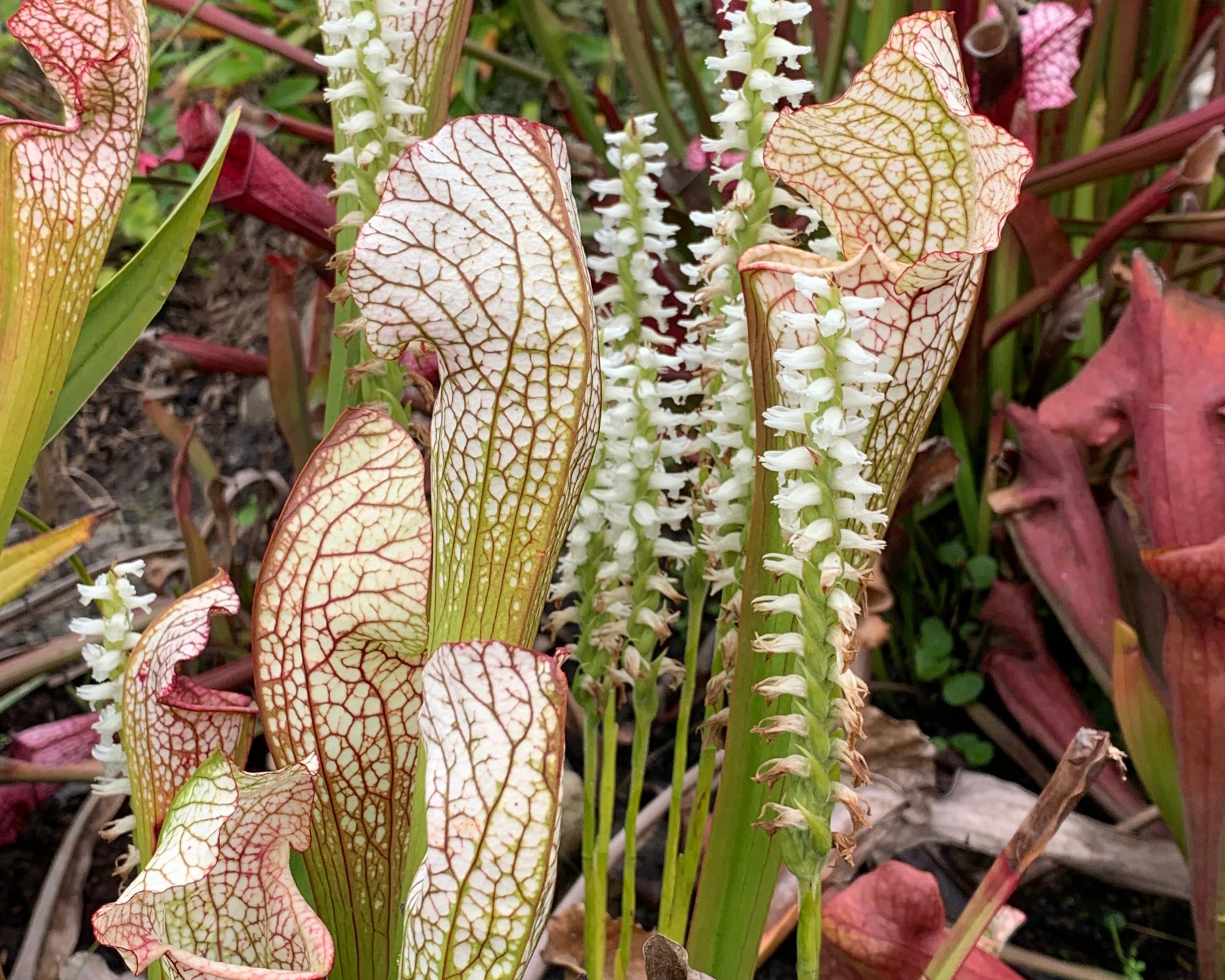 Perennial Garden Plants, Online Nursery | Plant Delights Nursery