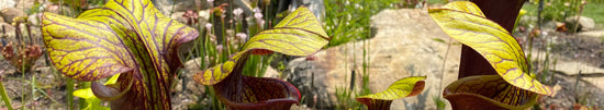 Perennial Garden Plants, Online Nursery | Plant Delights Nursery