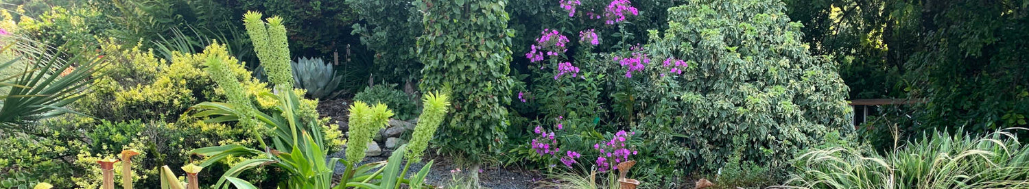 Perennial Garden Plants, Online Nursery | Plant Delights Nursery