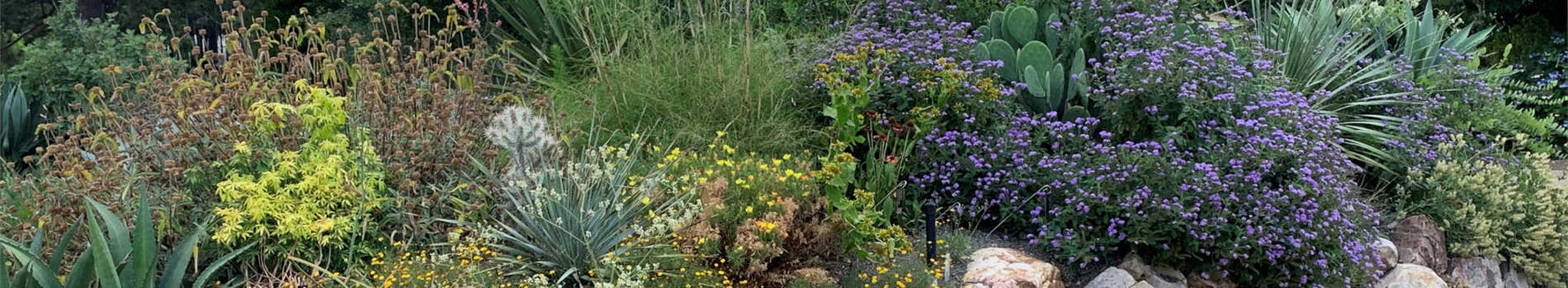 Perennial Garden Plants, Online Nursery | Plant Delights Nursery