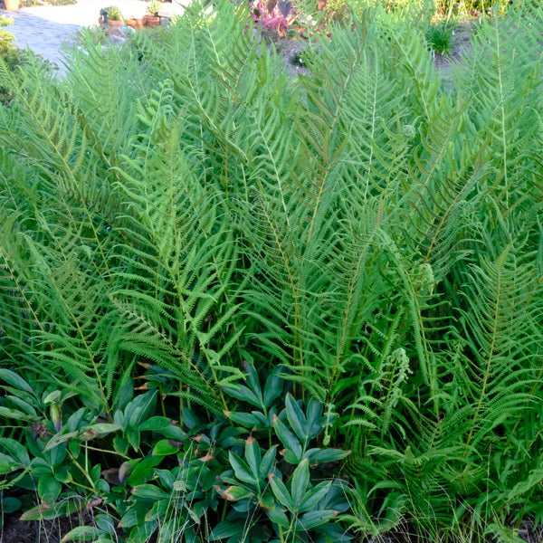 Learn about Thelypteris kunthii | Abundant Maiden Fern | Perennial ...