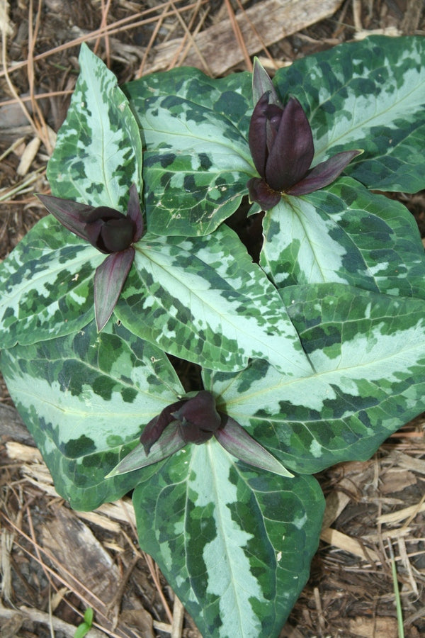 Trillium underwoodii | Underwood's Toadshade - Plant Delights Nursery