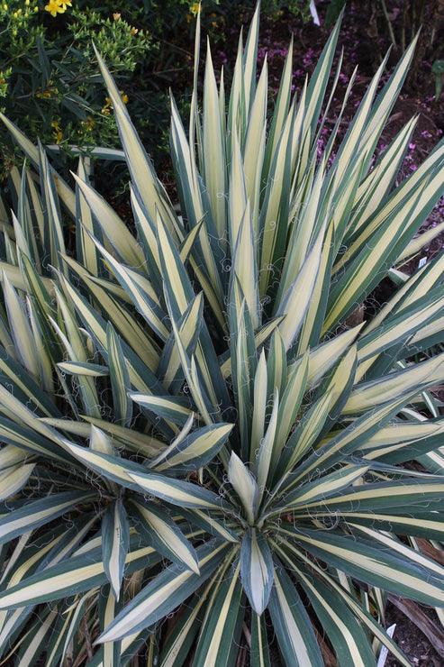 Yucca flaccida 'Gold Heart' | Variegated Yucca