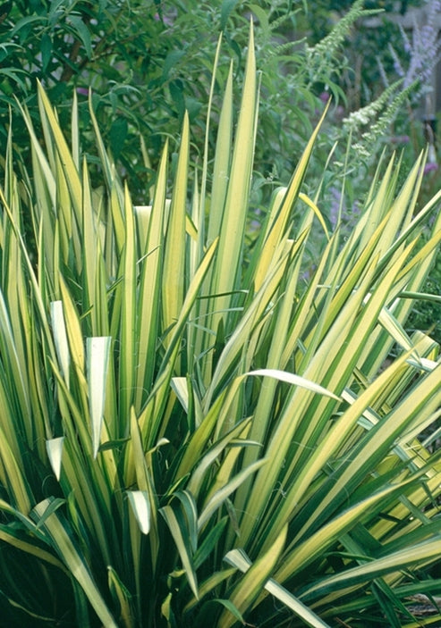 Learn about Yucca flaccida 'Golden Sword' | Golden Sword Hairy Soapwort ...