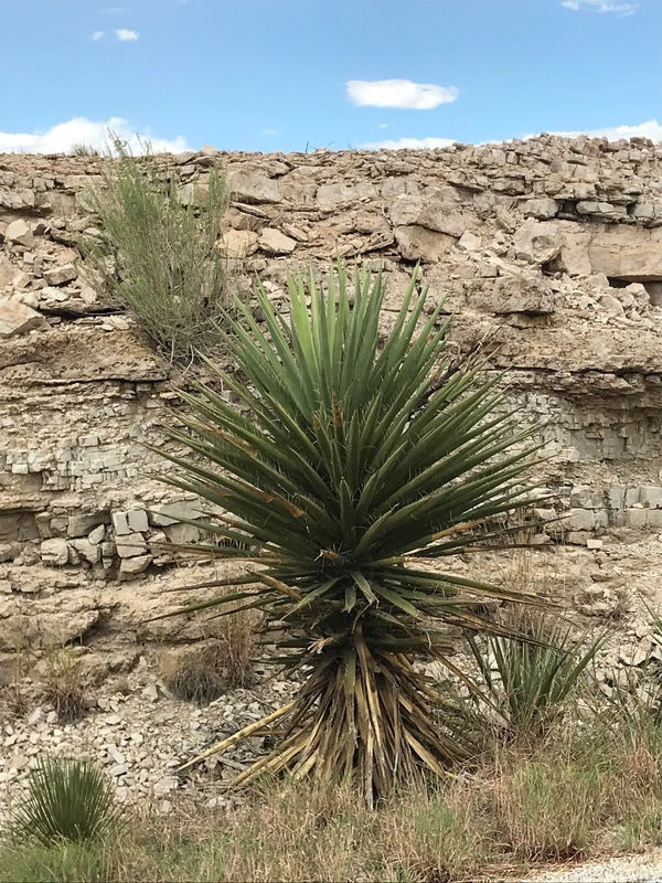 Yuccas | Yucca Plants | Yucca Plants for Sale | Yucca for Sale