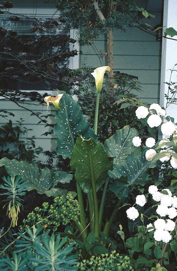 Zantedeschia aethiopica White Giant | White Giant Calla Lily