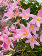 Plants that start with Z | Flowers that start with Z