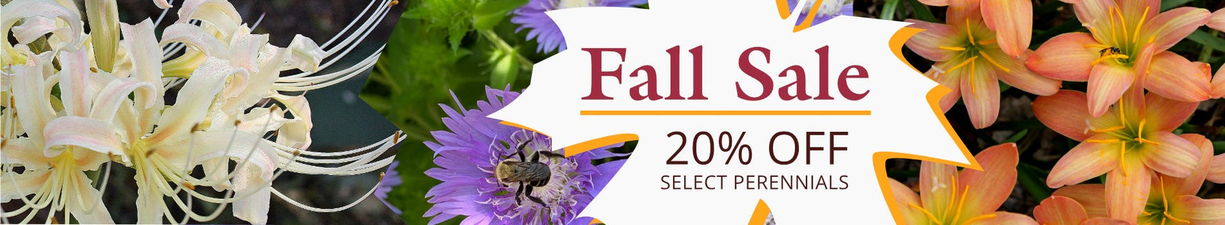 Perennial Garden Plants, Online Nursery | Plant Delights Nursery