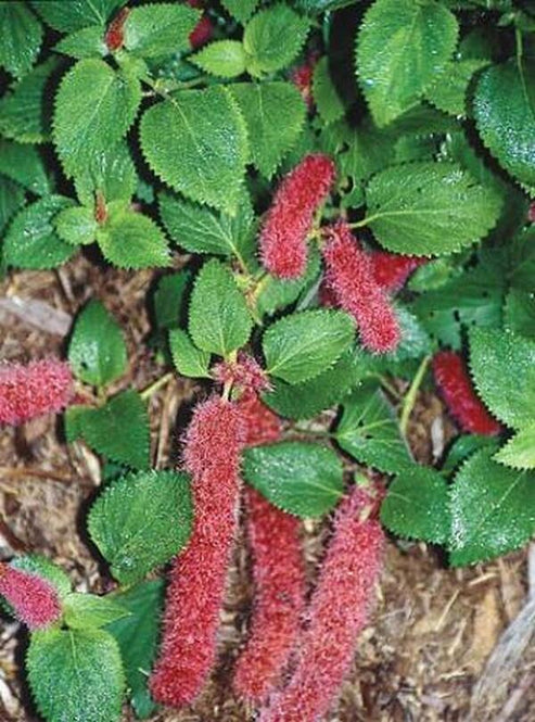 Learn about Acalypha herzogiana 'Firetail' | Firetail Trailing Red ...