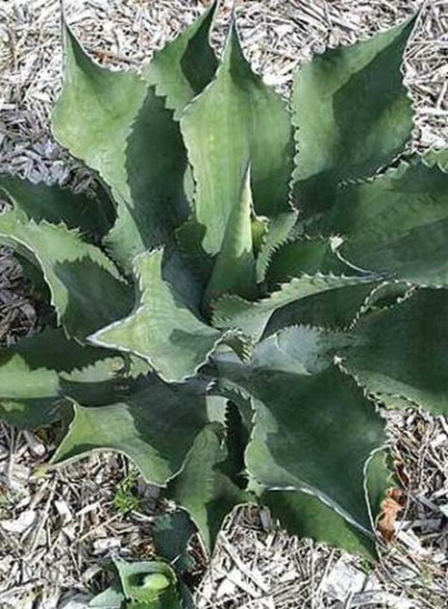 Learn about Agave 'Mr. Ripple' | Mr. Ripple Century Plant | Perennial ...