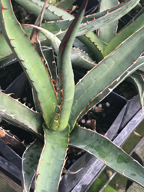 Learn about Agave lechuguilla 'El Paso' | El Paso Shin Dagger Hardy ...