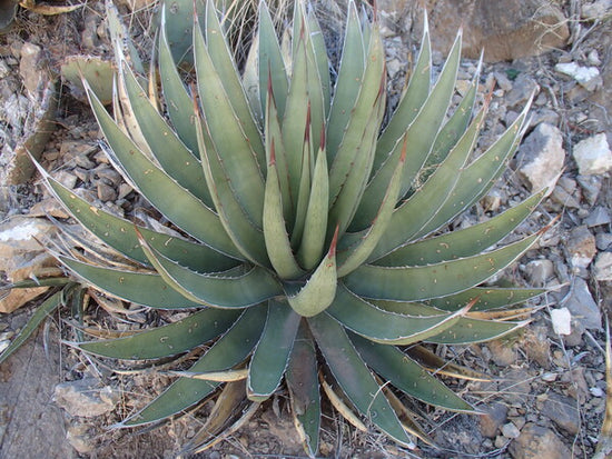 Learn about Agave lechuguilla 'Franklin Mountain' | Franklin Mountain ...