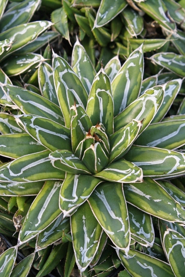 Learn about Agave victoriae-reginae 'Ring of Gold' | Ring of Gold Queen ...