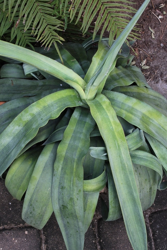 Learn about Agave weberi 'Purple Heart' | Purple Heart Century Plant ...