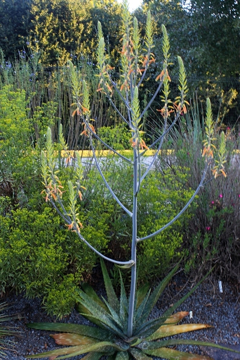 Learn about Aloe fosteri | Foster's Giant Spotted Aloe | Perennial ...