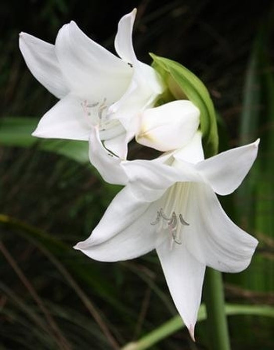 Learn about Amarcrinum 'Born Free' | Born Free Amarcrinum | Perennial ...
