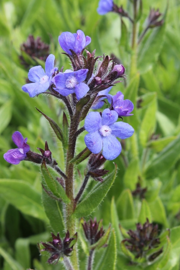 Learn about Anchusa azurea 'Loddon Royalist' | Loddon Royalist Italian ...